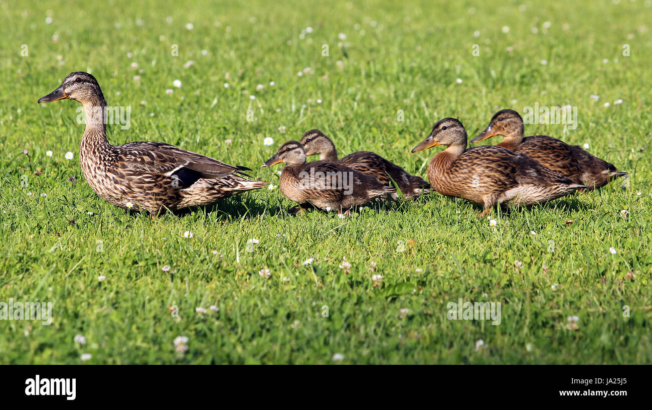 ducks, walk, go, going, walking, animal, bird, green, animals, birds ...