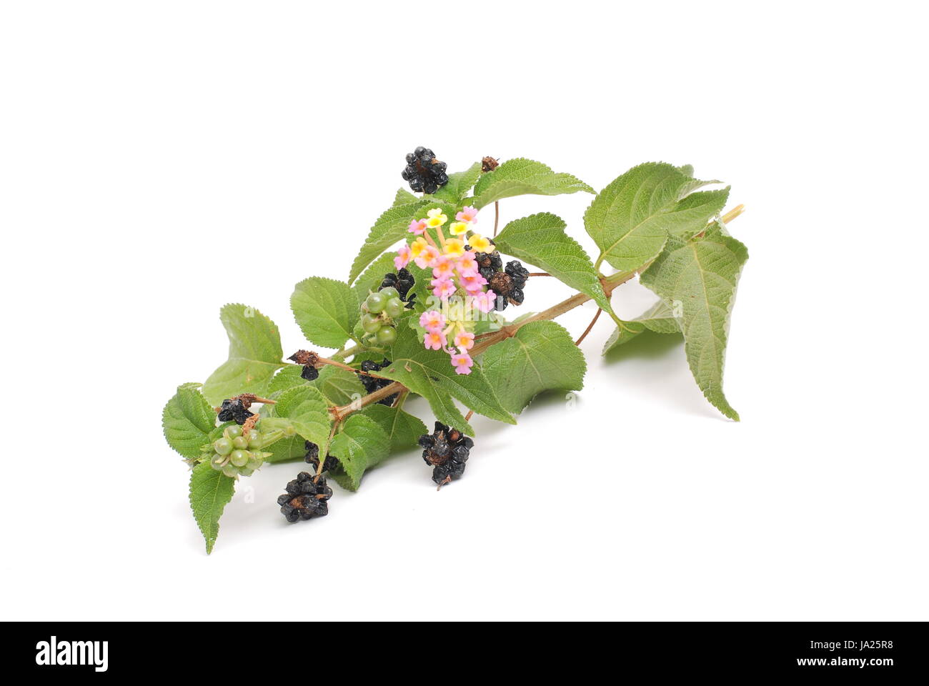 plant, botany, progenies, fruits, fruit, berries, biology, blackberries ...