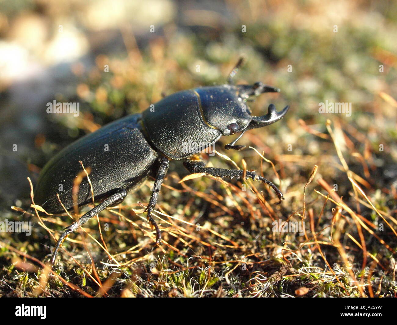 insect, beetle, insect, insects, beetle, insecta, waldkfer, coleoptera ...