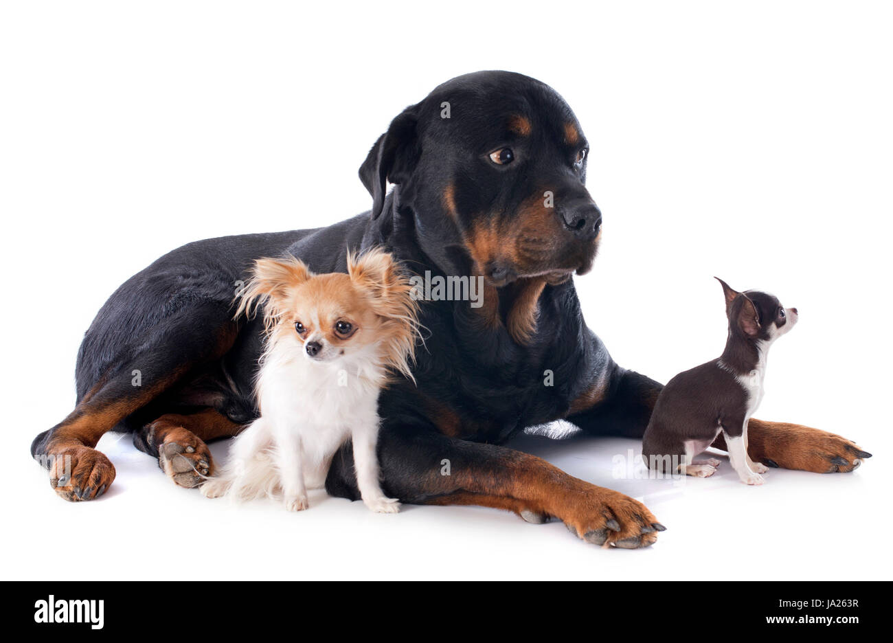 dog, puppy, rottweiler, old, senior, senior citizen, elderly person ...