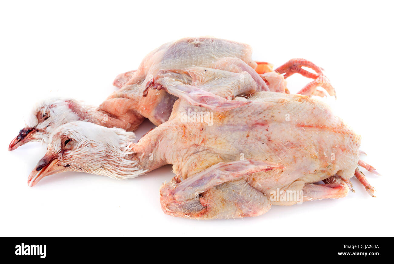 poultry, pigeon, partridge, dead, meat, food, aliment, isolated, bird ...