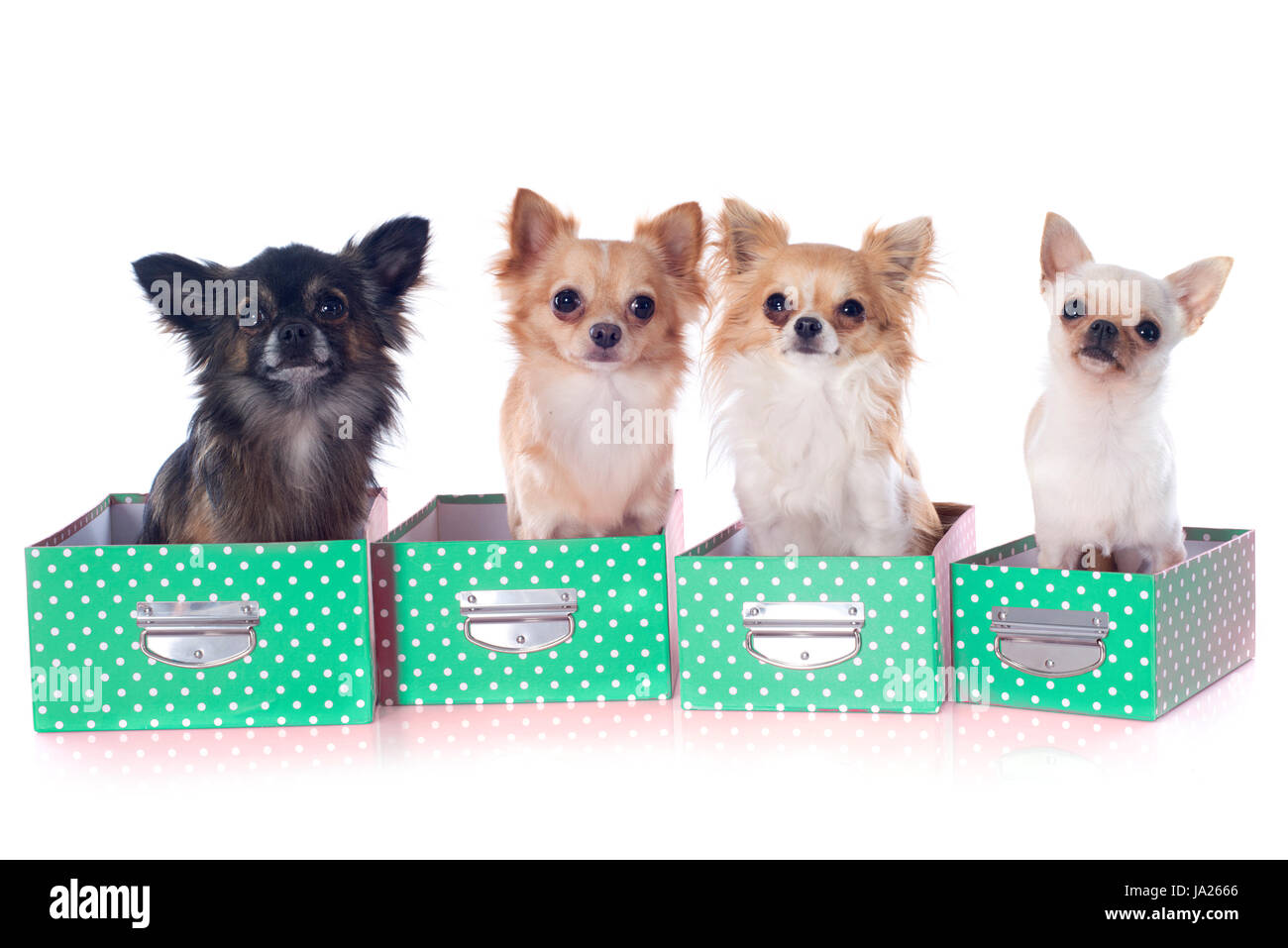 four, dog, dogs, puppy, box, boxes, group, beautiful, beauteously, nice ...