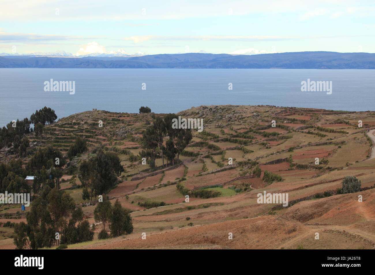 agriculture, farming, fields, peru, bolivia, cereal growing ...