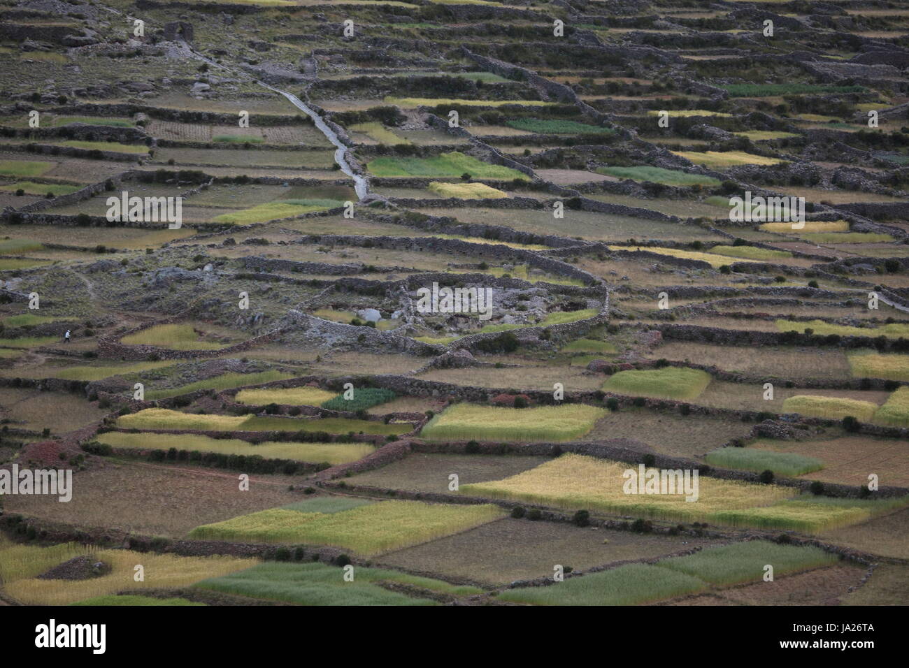 Peru wheat grain hi-res stock photography and images - Alamy