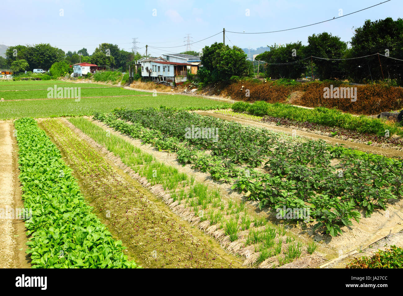agricultural, environment, enviroment, tree, agriculture, farming ...