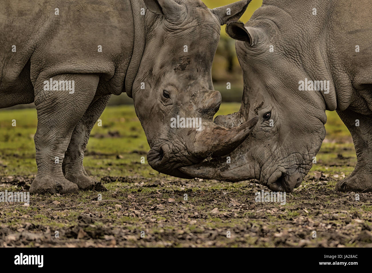 Charakterkpfe hi-res stock photography and images - Alamy