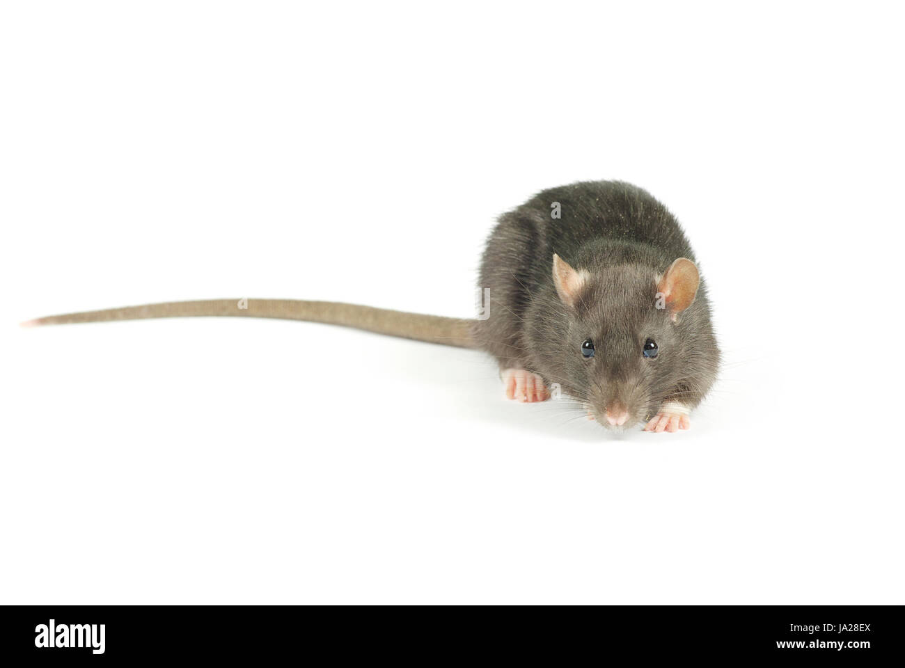 isolated, closeup, animal, mammal, pets, rodent, fur, hairy, shy, nose ...