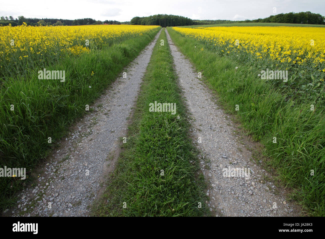 plant, green, dirt road, flower, flowers, path, way, yellow, plant ...