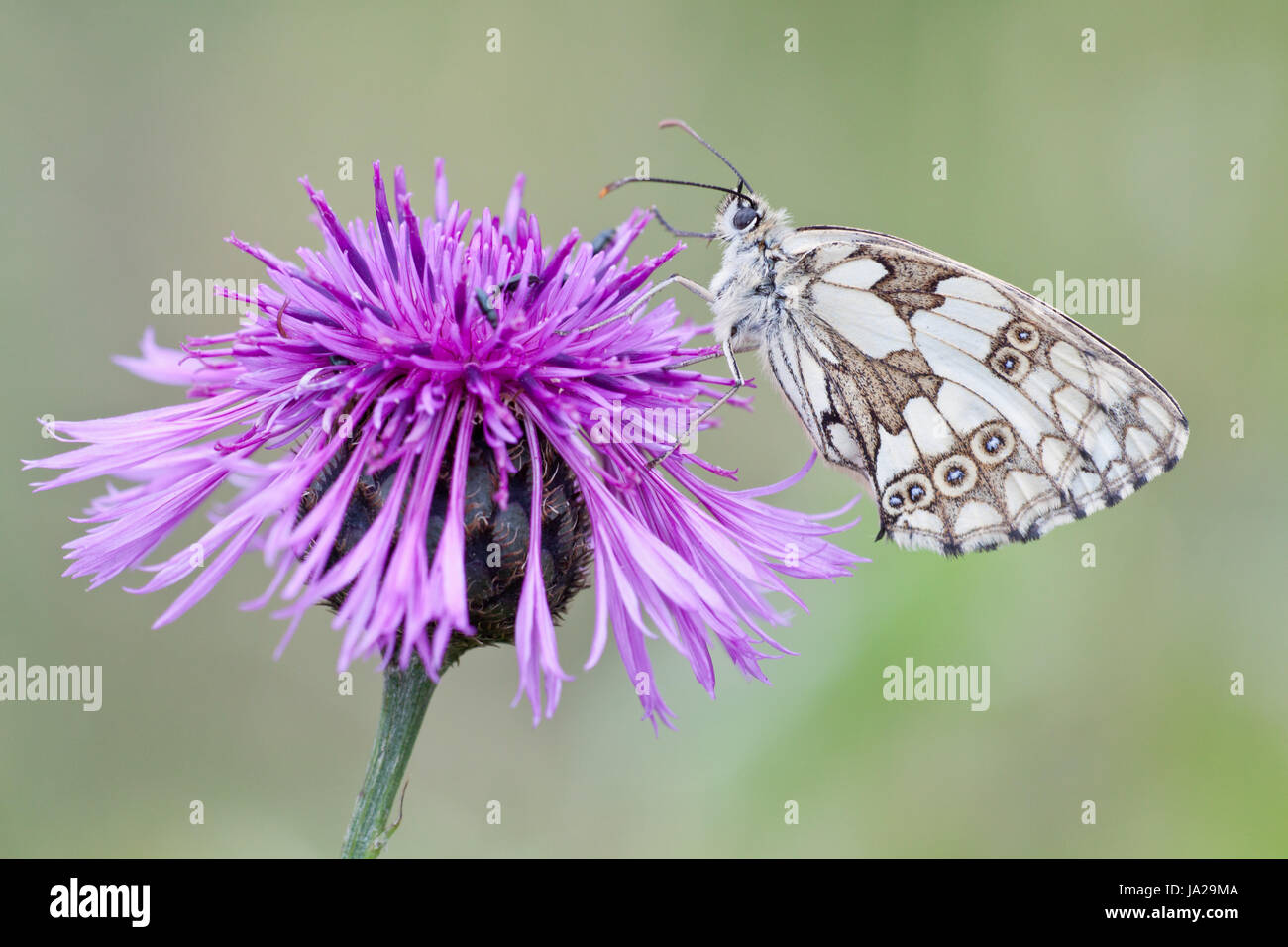bloom, blossom, flourish, flourishing, butterfly, june, july ...
