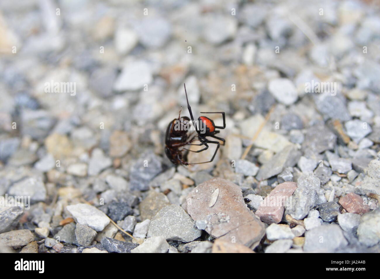 Redback Spiders High Resolution Stock Photography and Images - Alamy