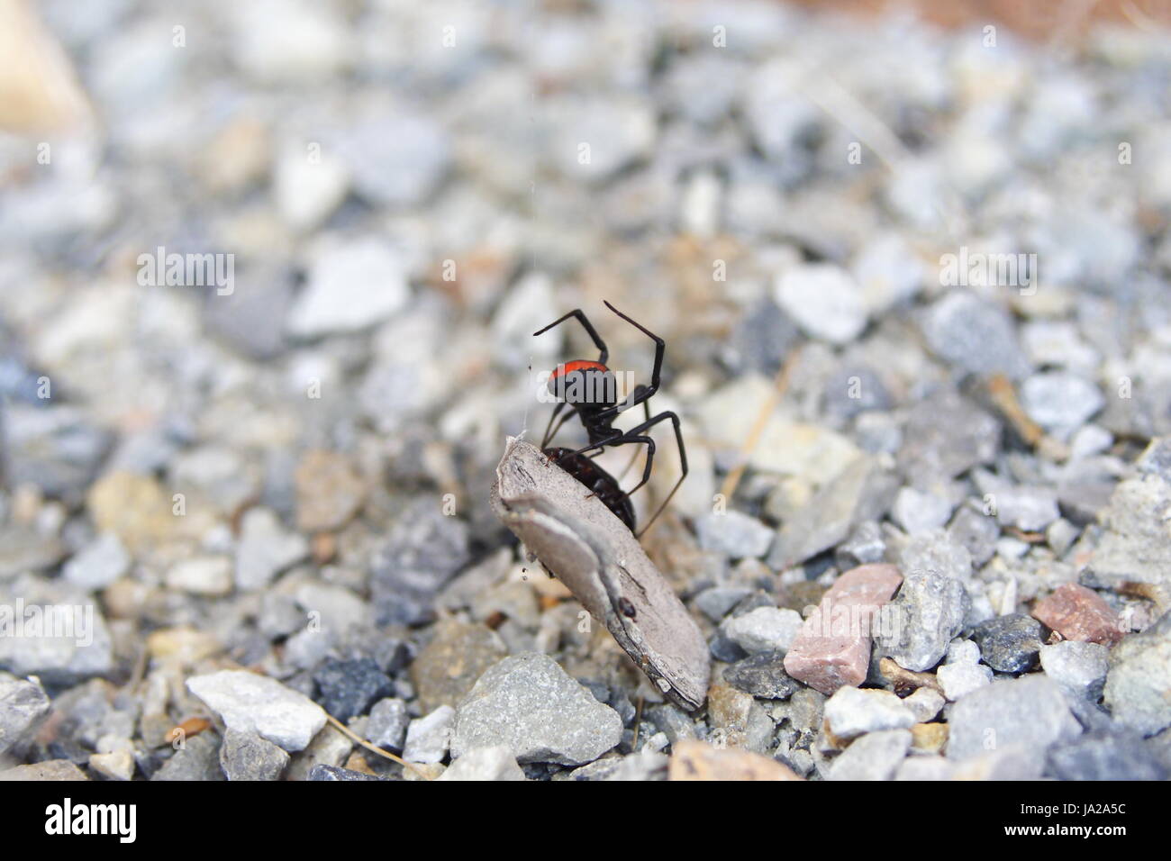 A Female Redback Spider, (Latrodectus hasseltii), Captures Prey in her ...