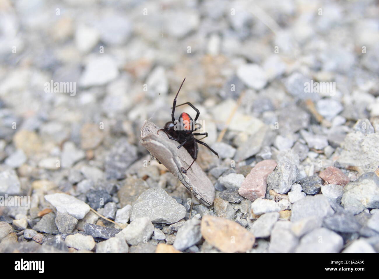 Redback Spiders High Resolution Stock Photography and Images - Alamy