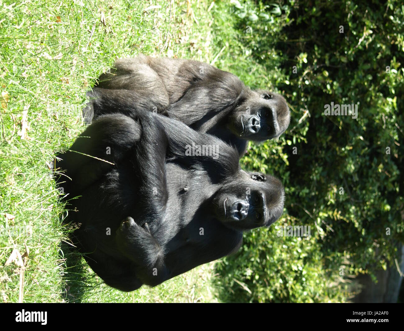 africa, monkey, gorilla, anthropoid, africa, monkey, apes, gorilla ...