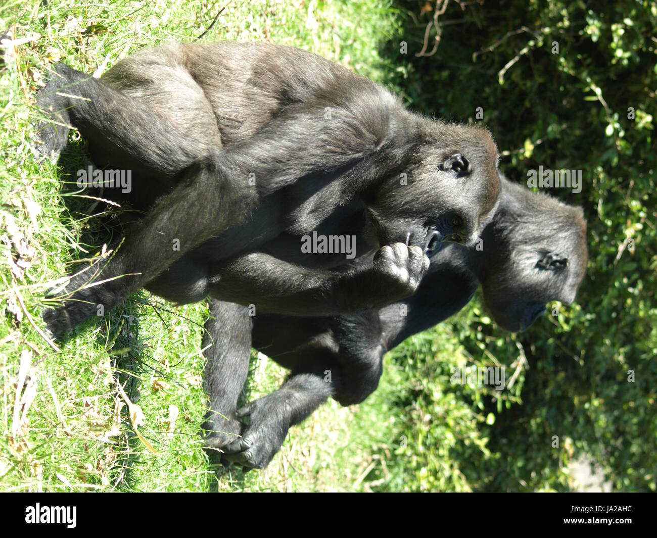 africa, monkey, gorilla, anthropoid, africa, monkey, apes, gorilla ...