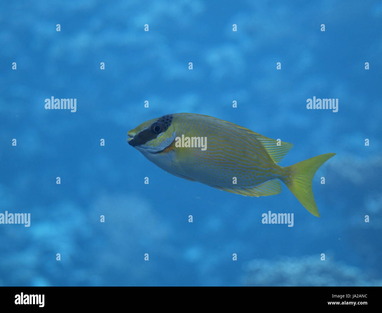 Korallenfisch korallenfische hi-res stock photography and images - Alamy