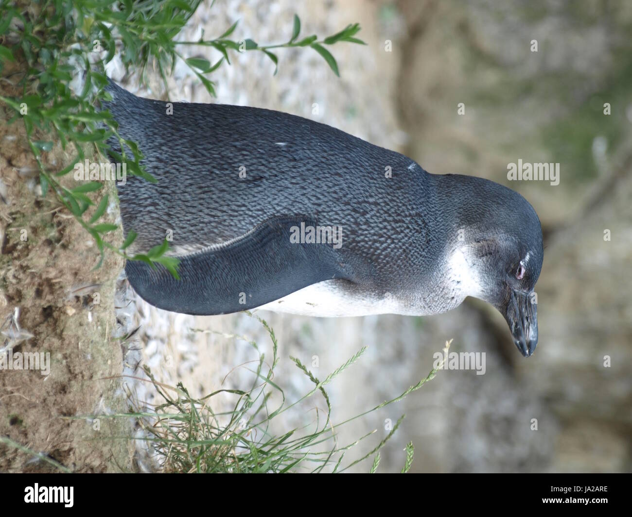 bird, penguins, birds, flightless, bird, penguins, birds, penguin ...