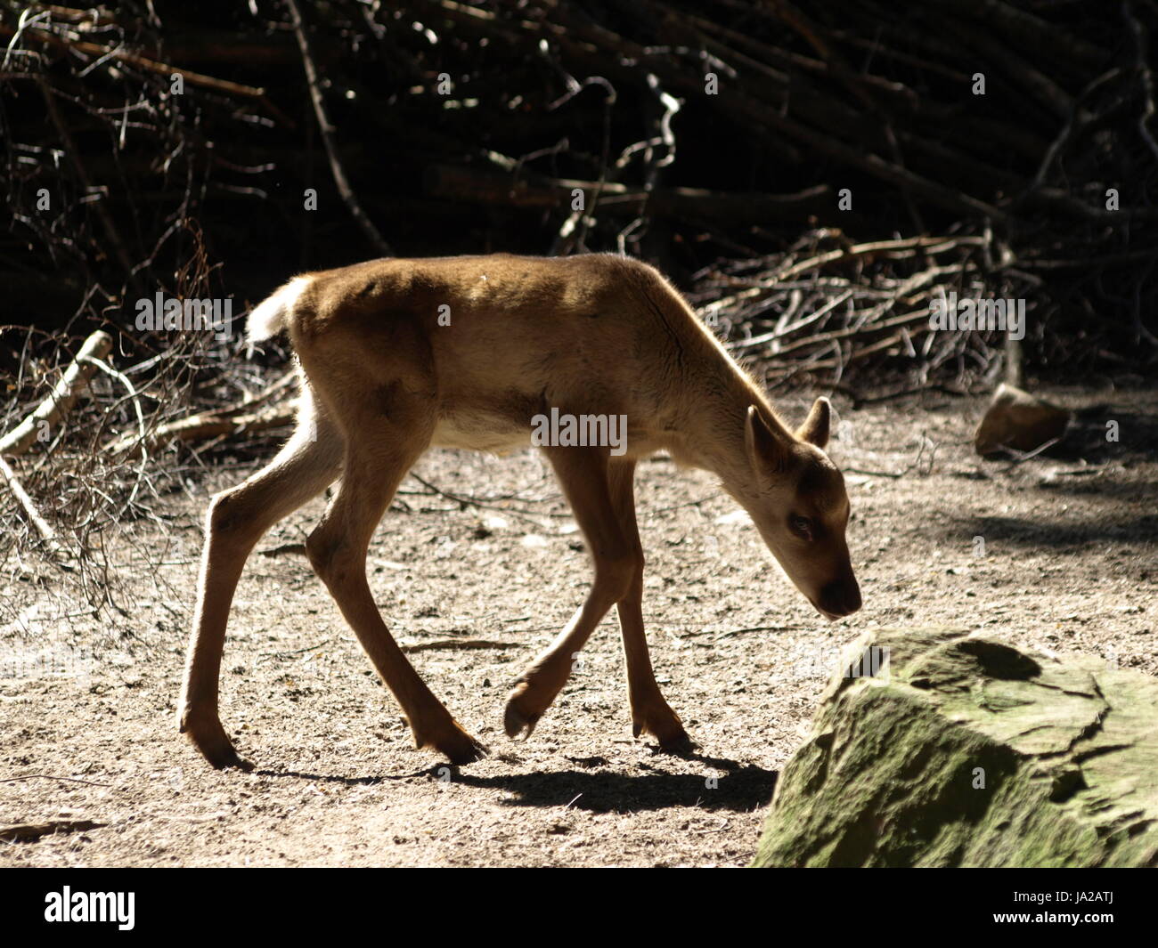 finland, ruminant, reindeer, stags, finland, ruminant, reindeer, stags ...
