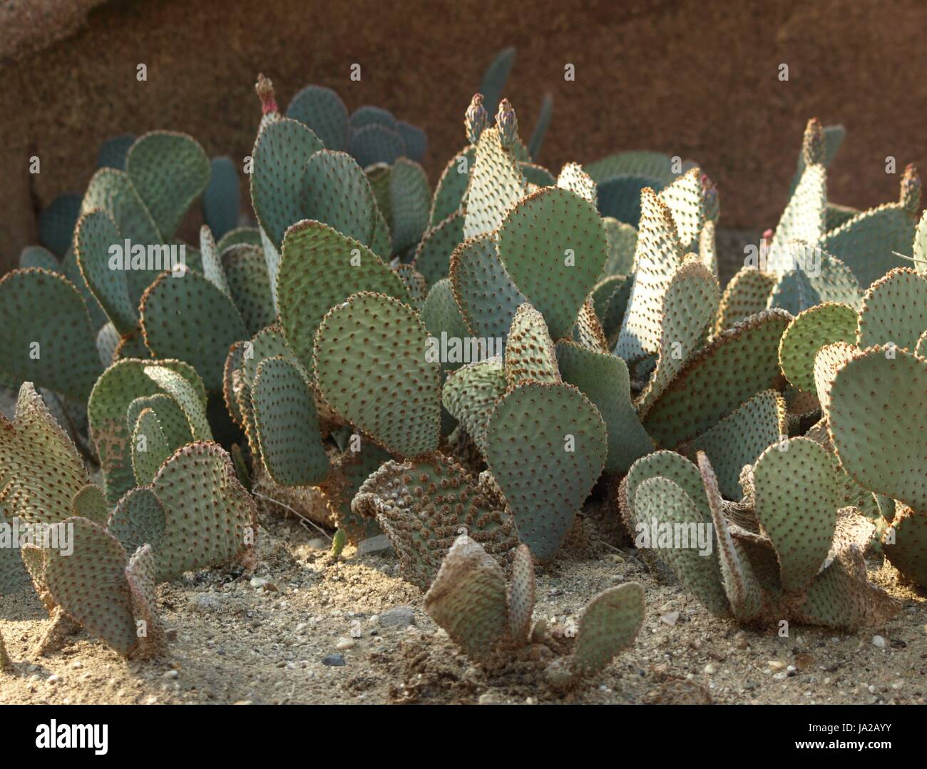 cactus - opuntia Stock Photo - Alamy