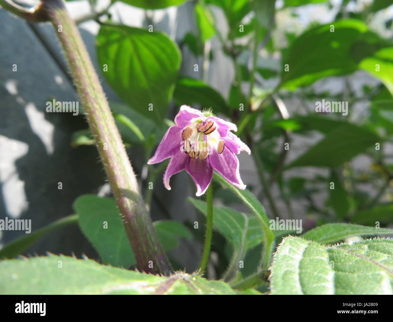 bloom, blossom, flourish, flourishing, purple, violet, chilli, chili ...
