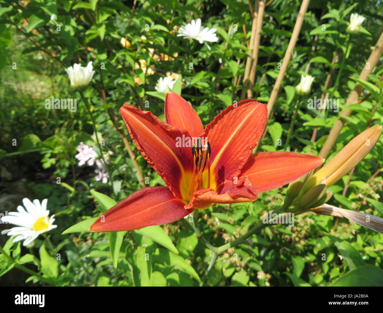 food, aliment, flower, plant, bloom, blossom, flourish, flourishing ...
