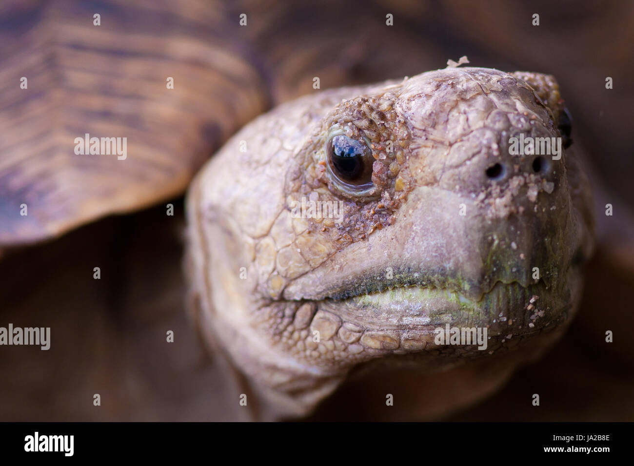 reptile, shell, African, tortoise, cat, big cat, feline predator ...