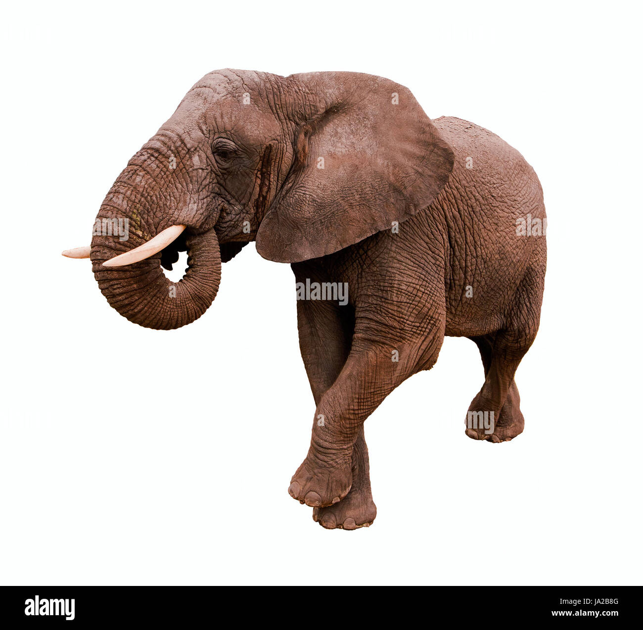 isolated, elephant, animals, wildlife, backdrop, background, white ...