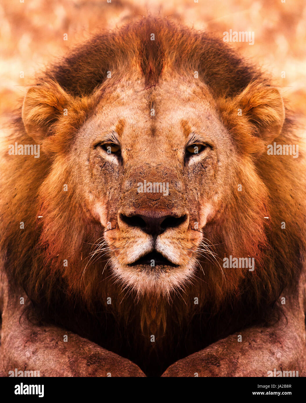 animals, male, masculine, lion, cat, big cat, feline predator, portrait ...