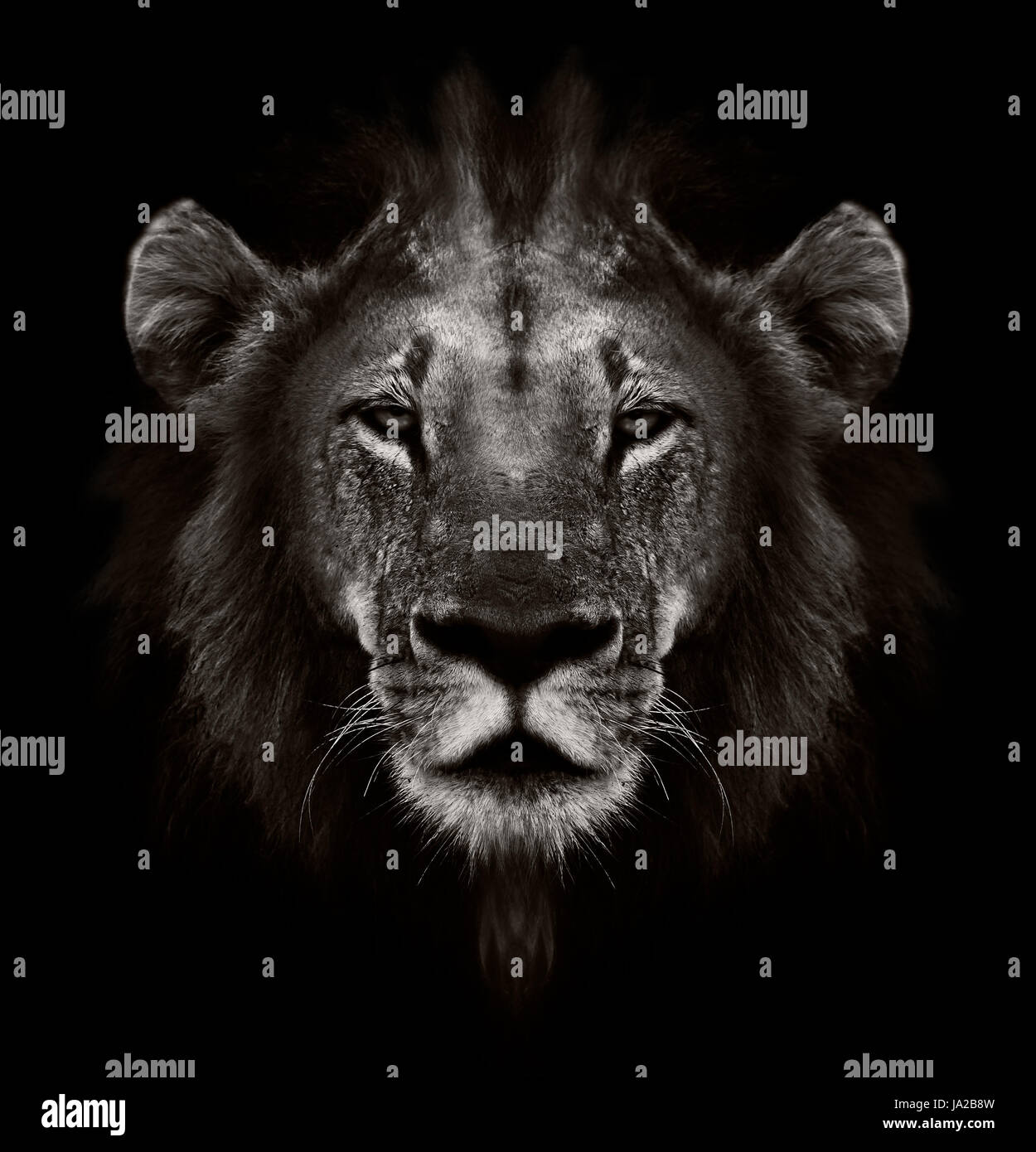 animals, lion, cat, big cat, feline predator, black, swarthy, jetblack ...