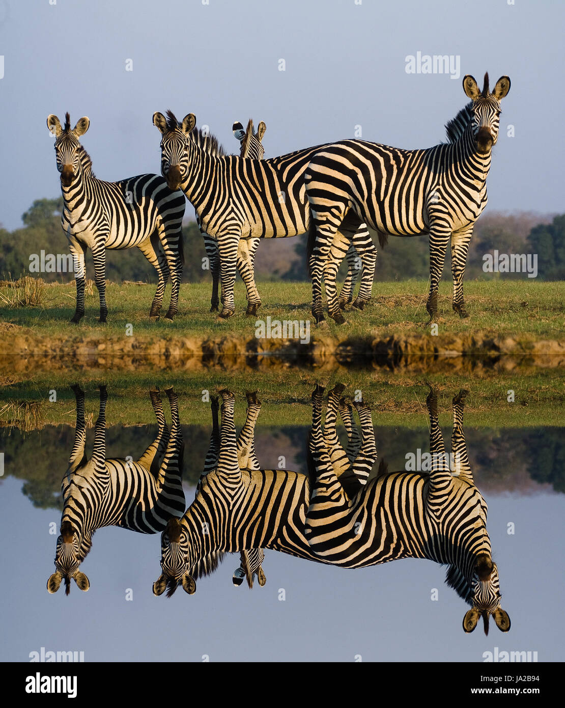 wild, animals, reflection, zebra, wildlife, African, safari, water ...