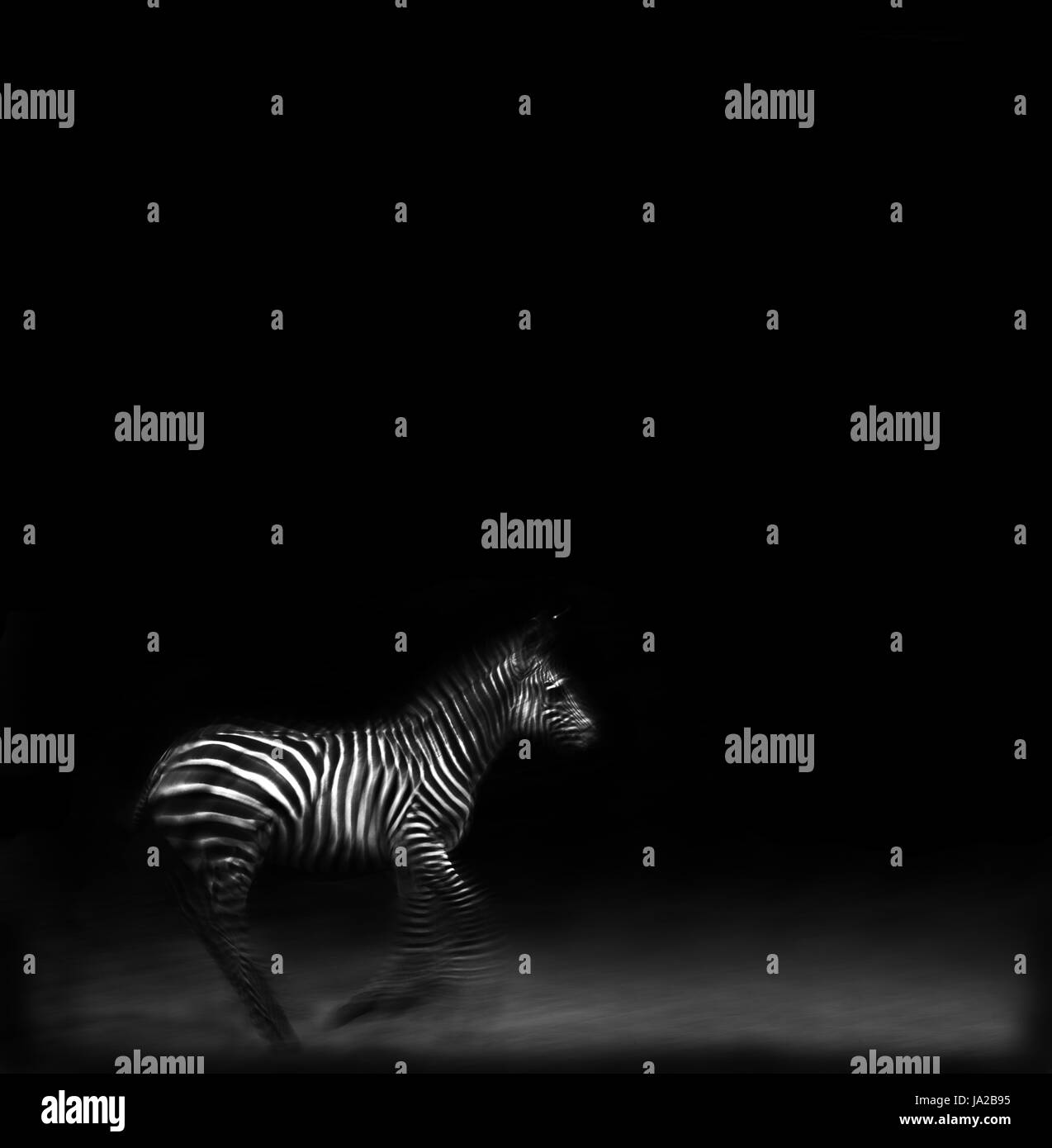 animals, black, swarthy, jetblack, deep black, zebra, wildlife, motion ...