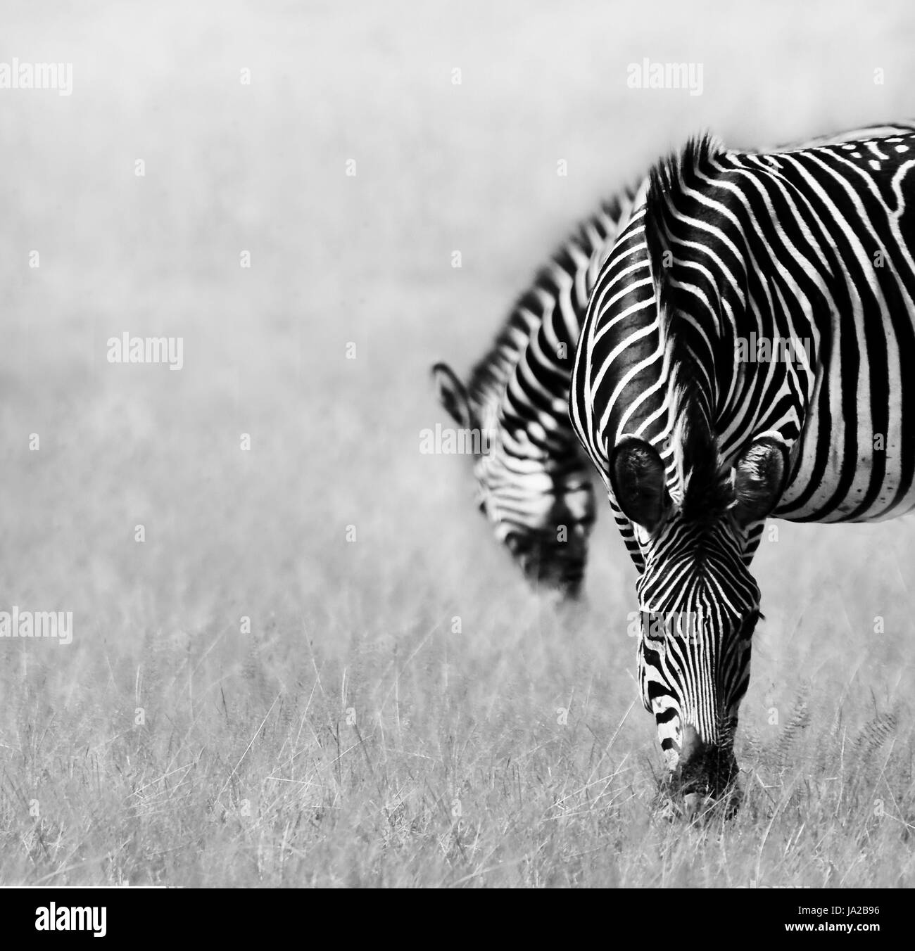 animals, black, swarthy, jetblack, deep black, zebra, wildlife, African ...