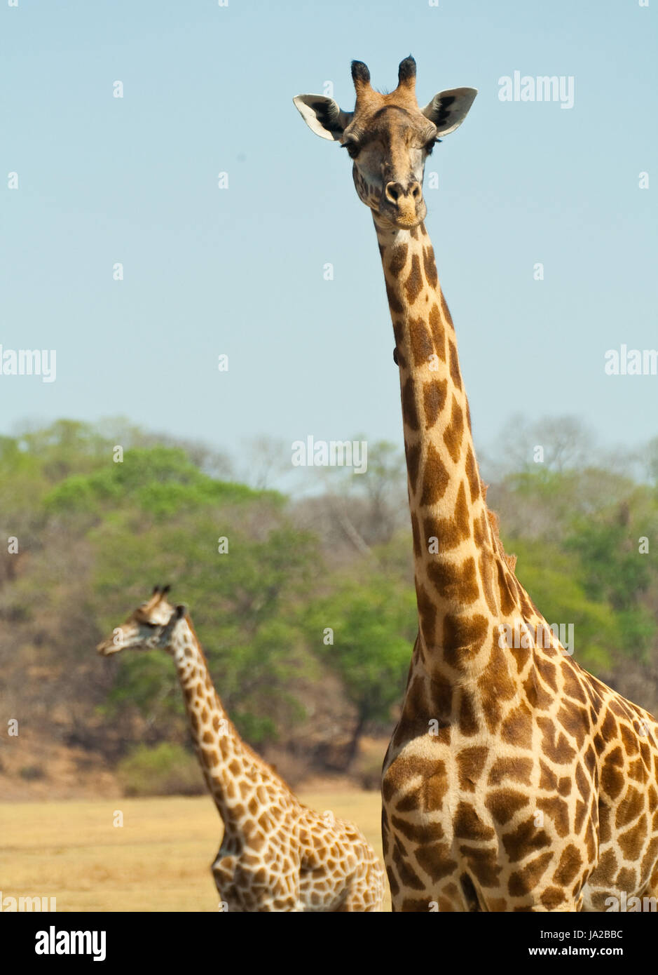 Two giraffes in the wild African bush Stock Photo - Alamy