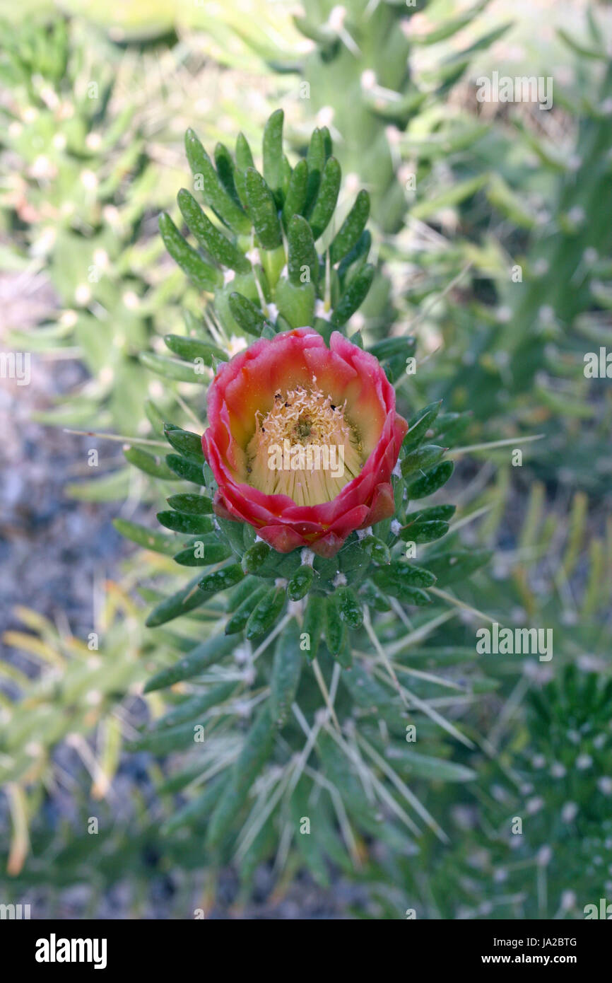 bloom, blossom, flourish, flourishing, cactus, thistle, nature, green ...