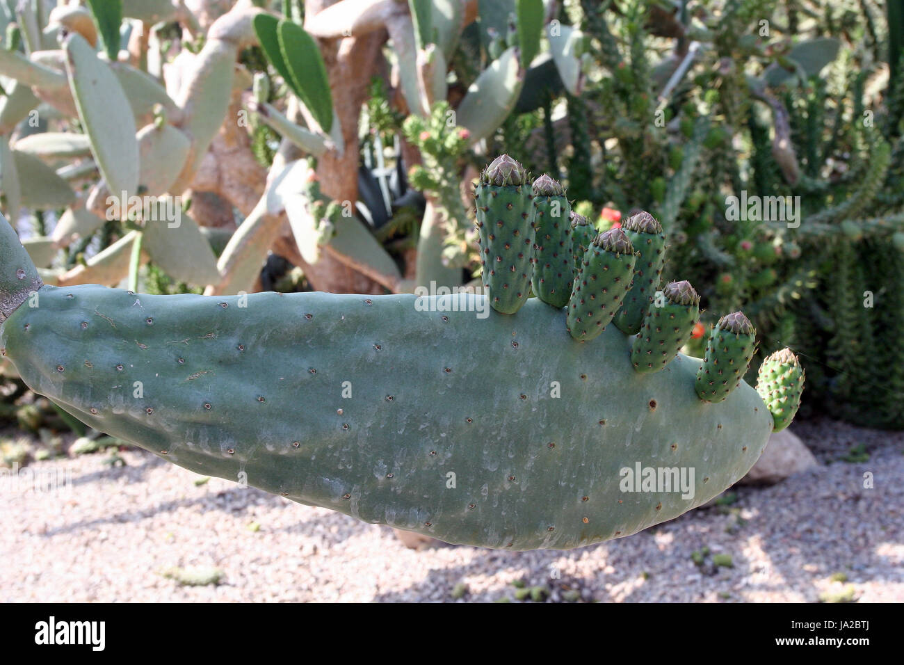 bloom, blossom, flourish, flourishing, cactus, thistle, nature, green ...