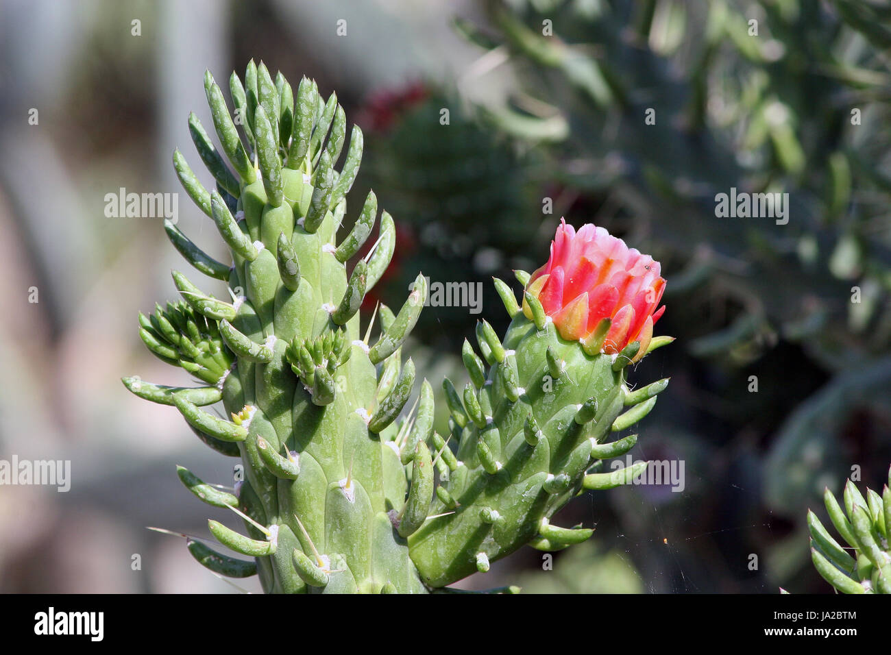 bloom, blossom, flourish, flourishing, cactus, thistle, nature, green ...