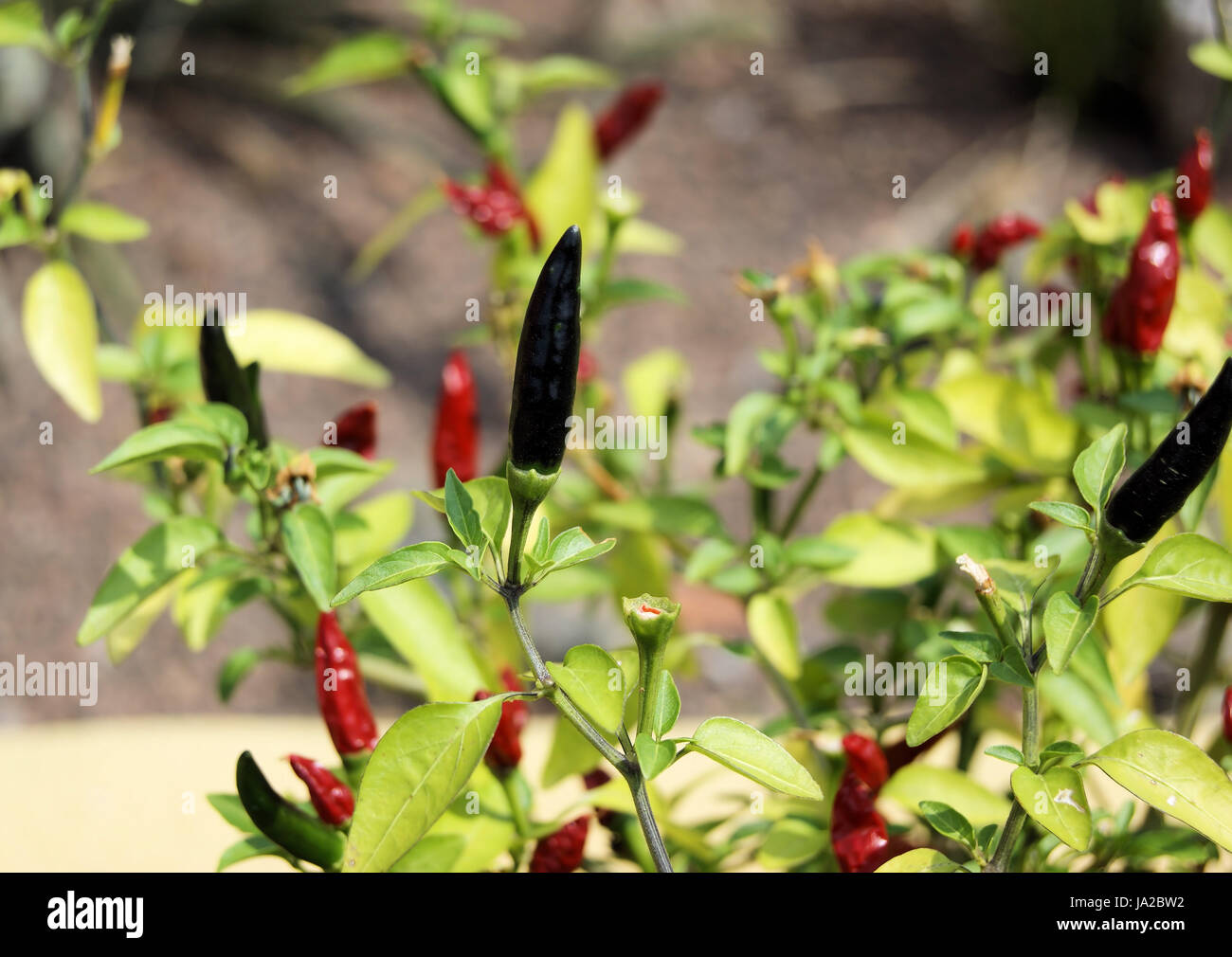 spice, shrub, bush, pod, chilli, chili, plant, food, aliment, spice ...