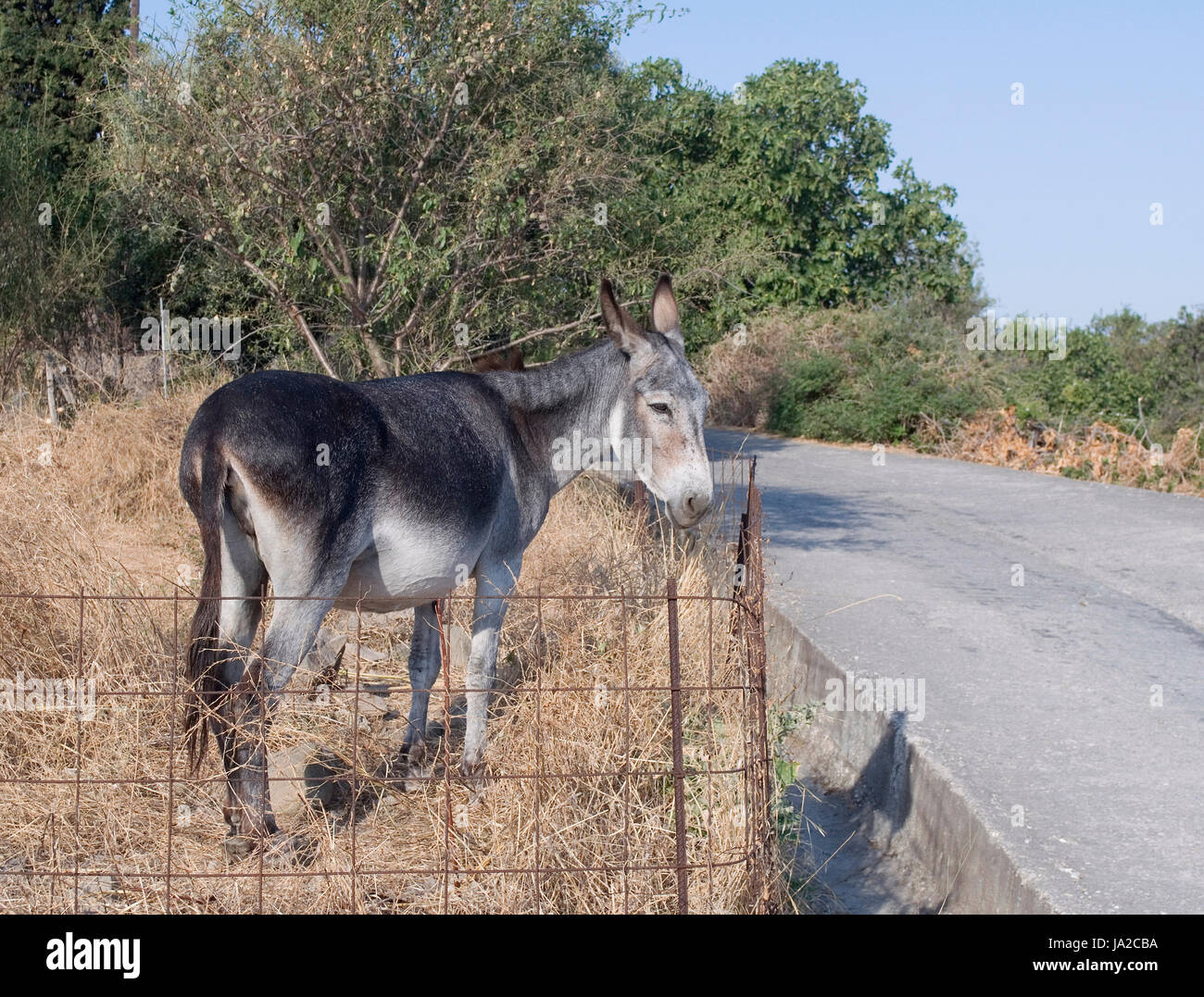 animal, farm, donkey, fence, fence in, fencing, outdoors, single ...