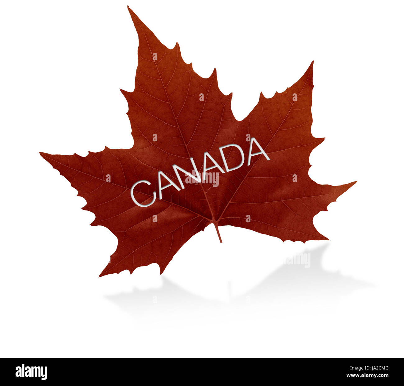 canada, goose, canadian, colors, colours, backdrop, background, fall ...