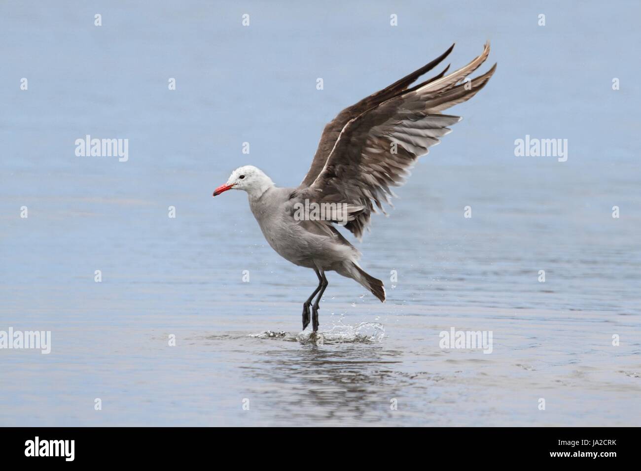 animal, bird, coast, salt water, sea, ocean, water, seagull, gull ...
