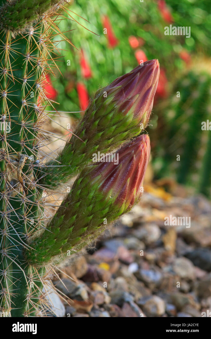 Trichocereus hybrid hi-res stock photography and images - Alamy