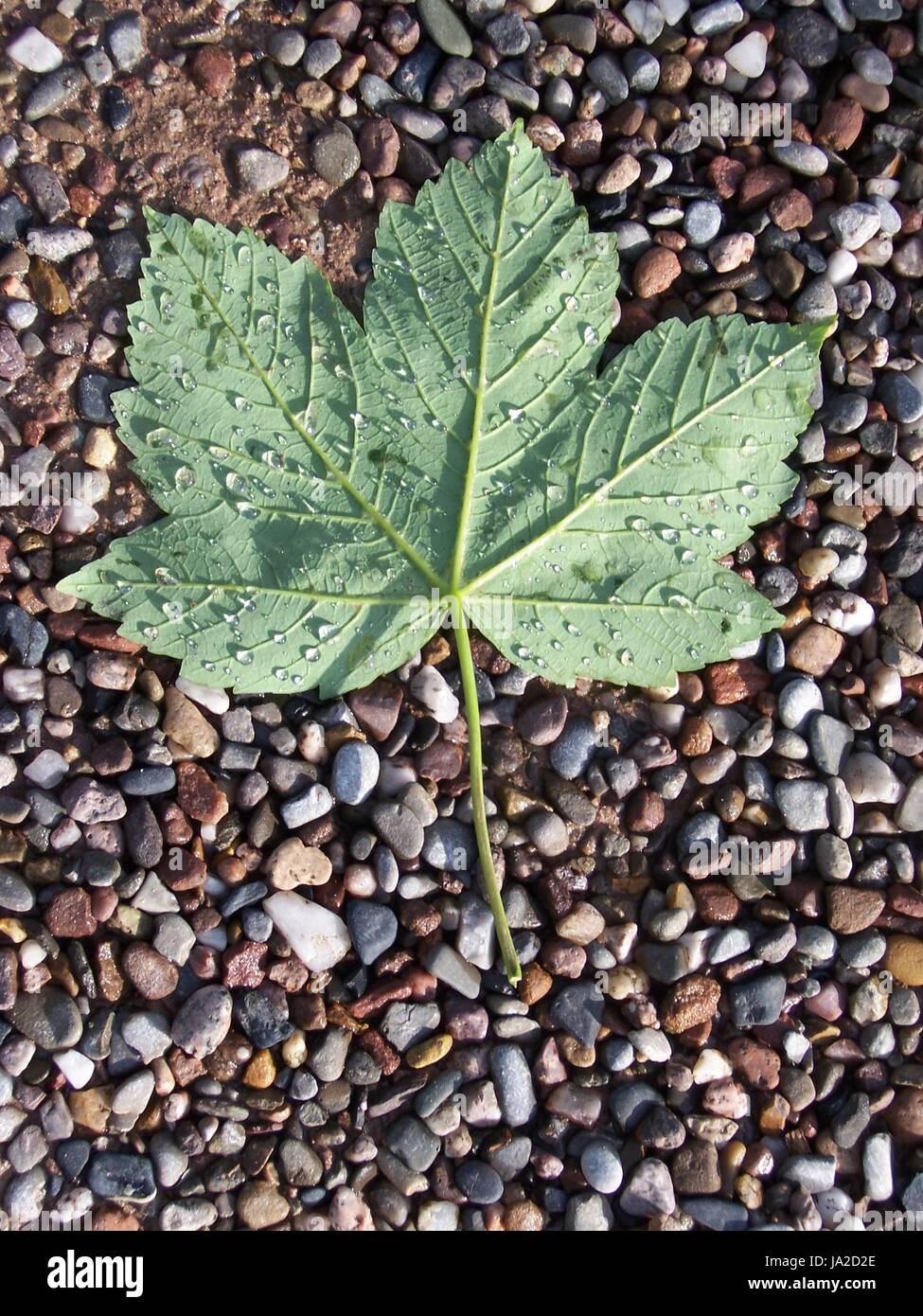 green, gravel, stones, rain, raining, gravel, copenhagen blue, drab ...