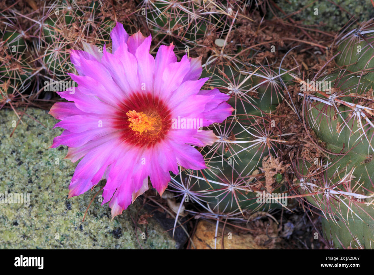Glory of Texas cactus flower (Thelocactus bicolor) flowers Stock Photo ...
