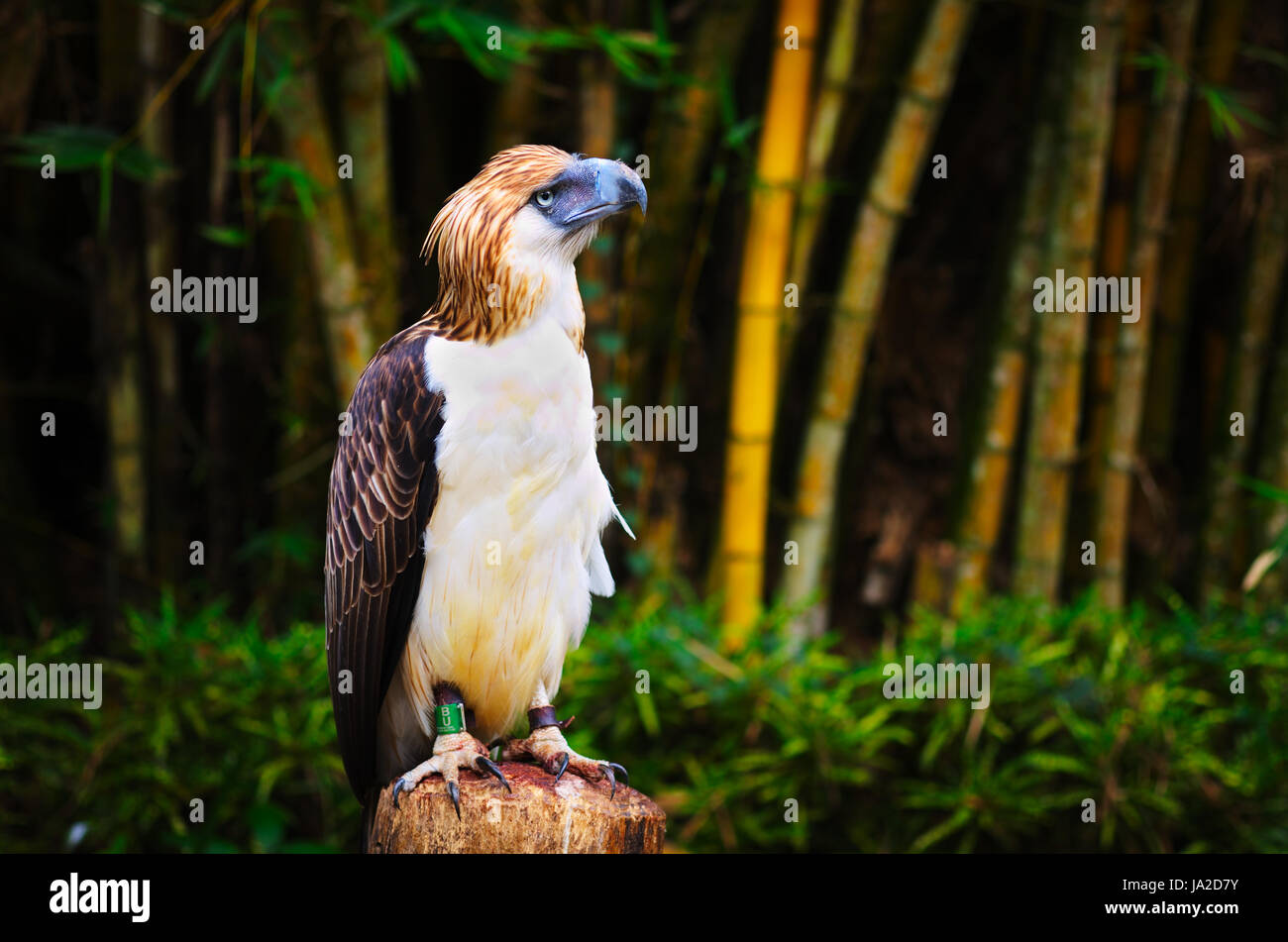 Philippine eagle hi-res stock photography and images - Alamy