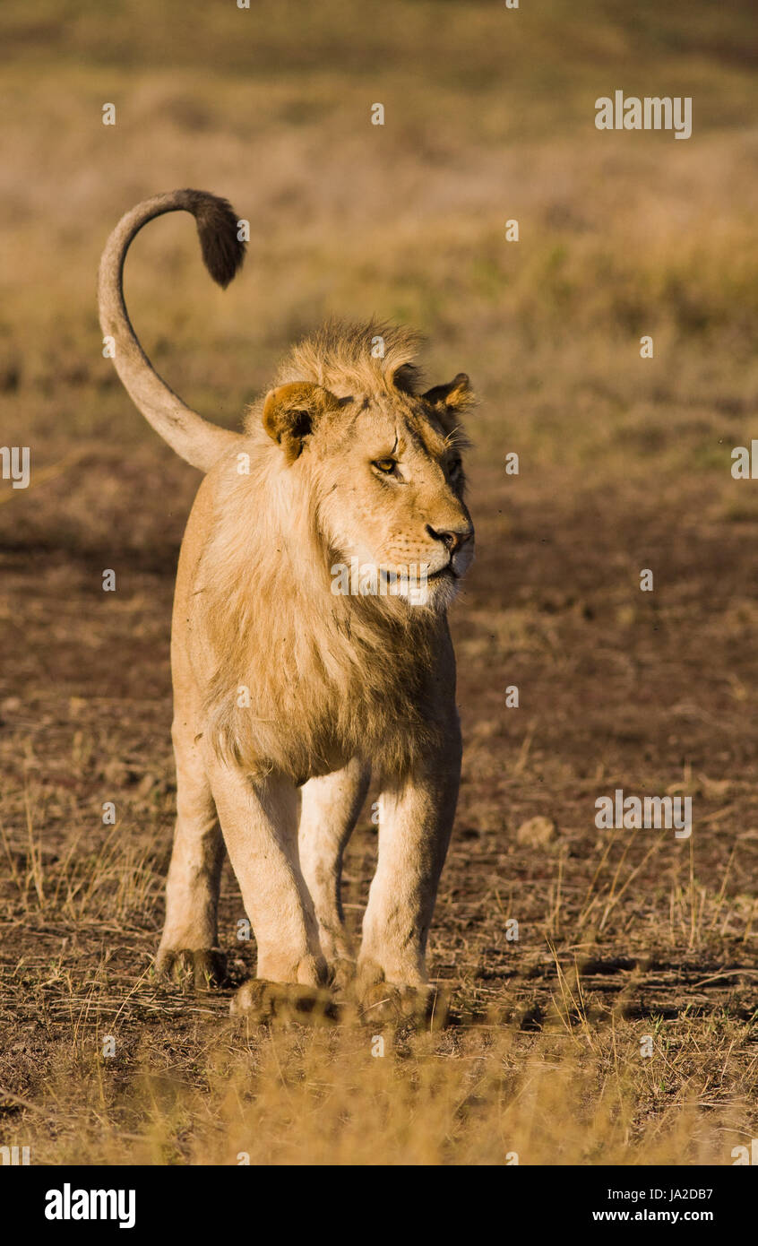 single, animal, mammal, wild, africa, lion, cat, big cat, feline ...