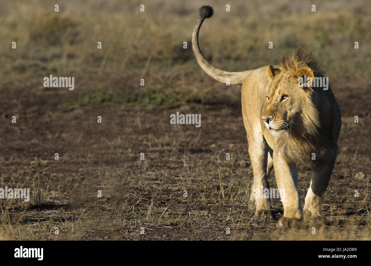 single, animal, mammal, wild, africa, lion, cat, big cat, feline ...