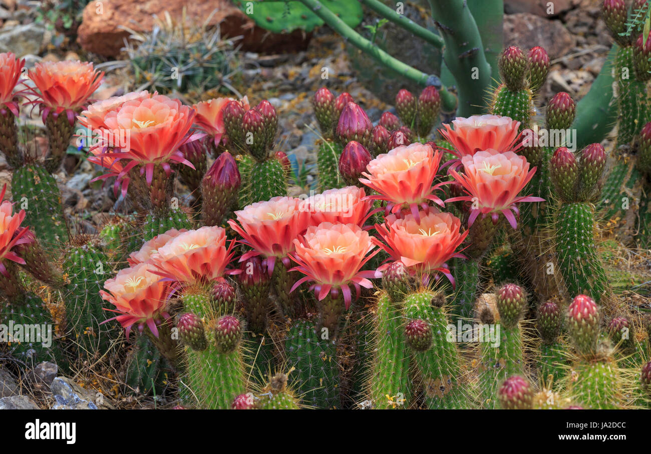 cactus plants in a desert garden Stock Photo - Alamy