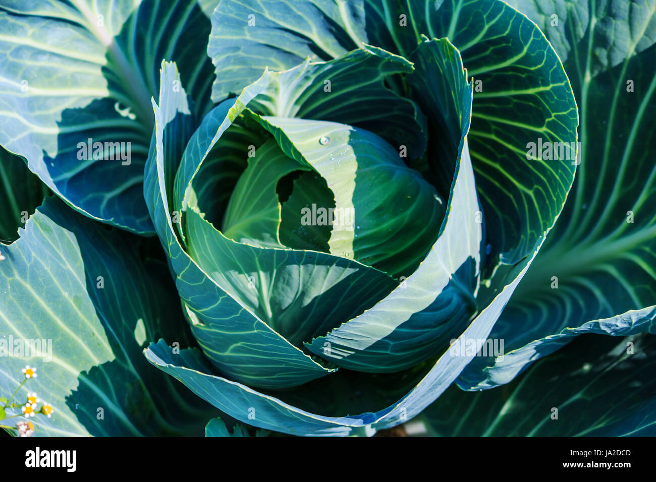 White cabbage field hi-res stock photography and images - Alamy