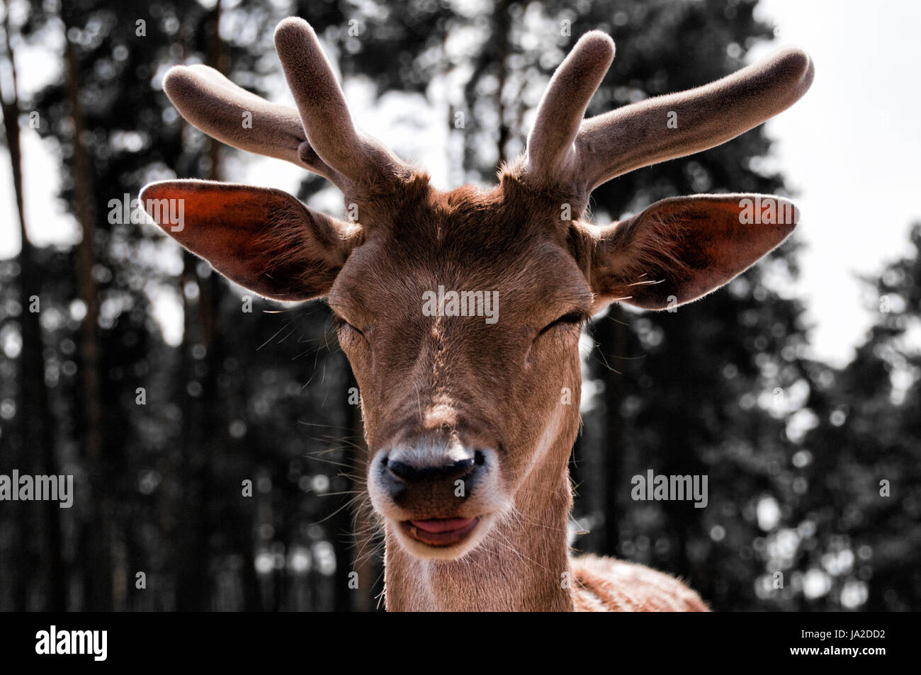 tongue, horns, deer, deer stag, roe, hunting, chase, forest, hart, stag ...