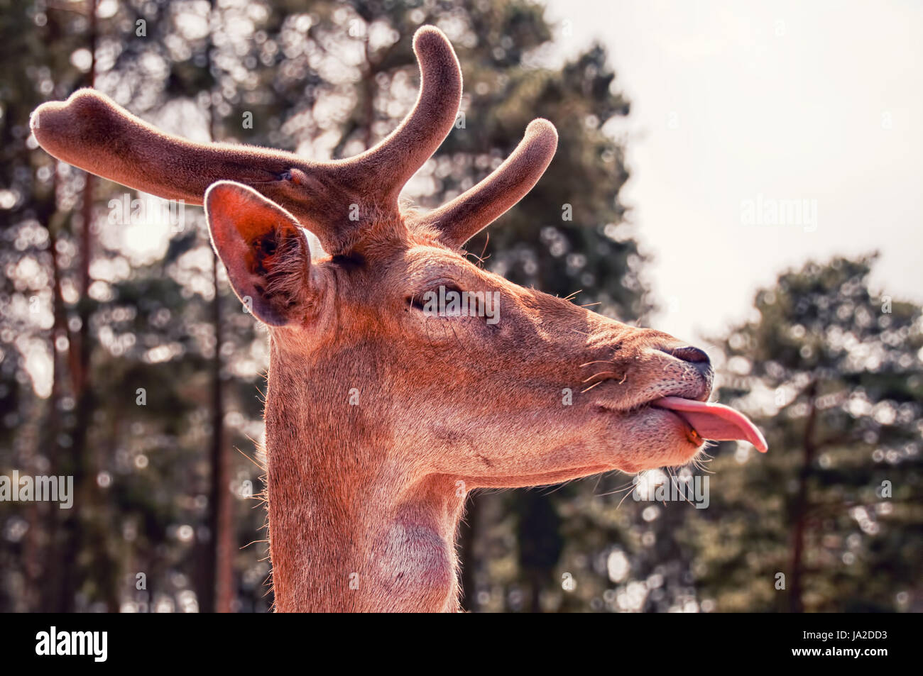 animal, tongue, horns, deer, deer stag, roe, hunting, chase, hart, stag ...