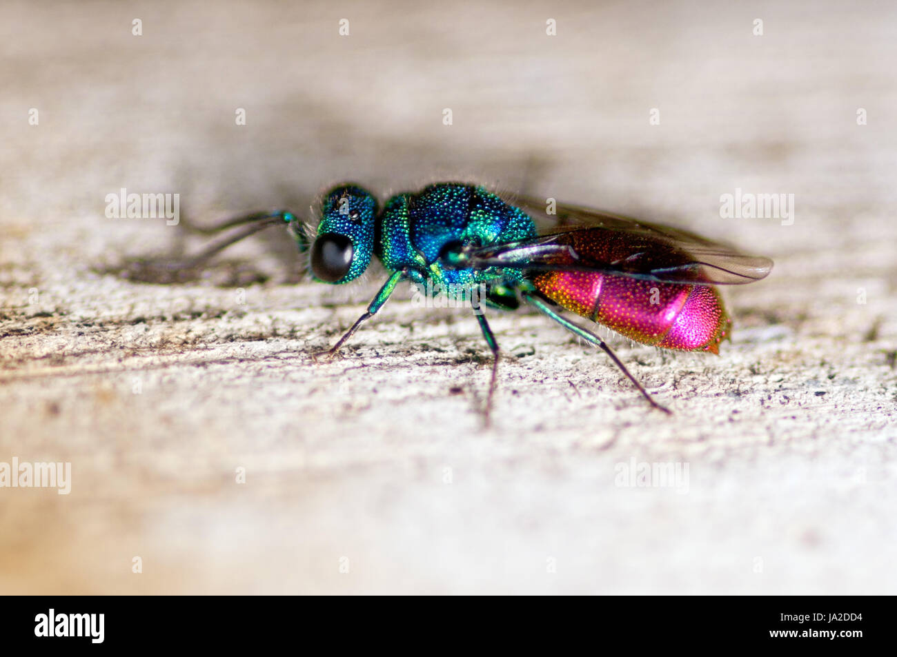 blue, insect, green, coloured, colourful, gorgeous, multifarious ...